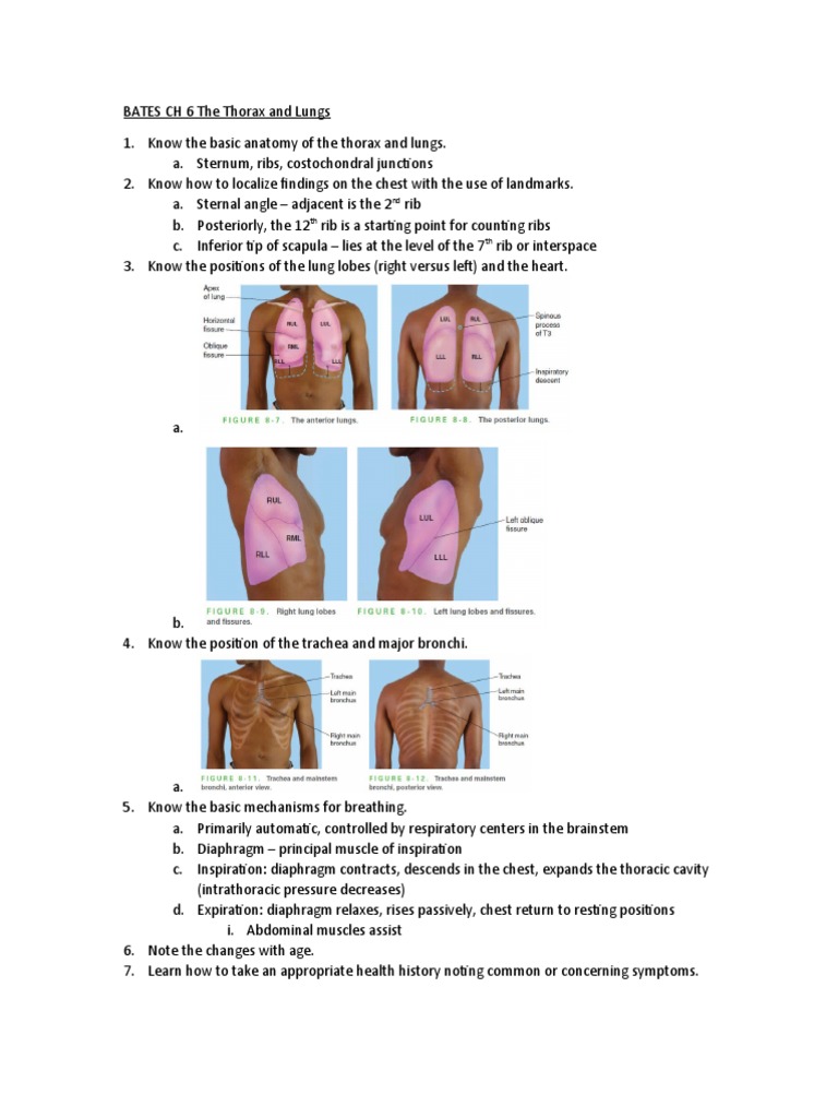 Thorax and Lung Examination Guide | PDF | Thorax | Lung