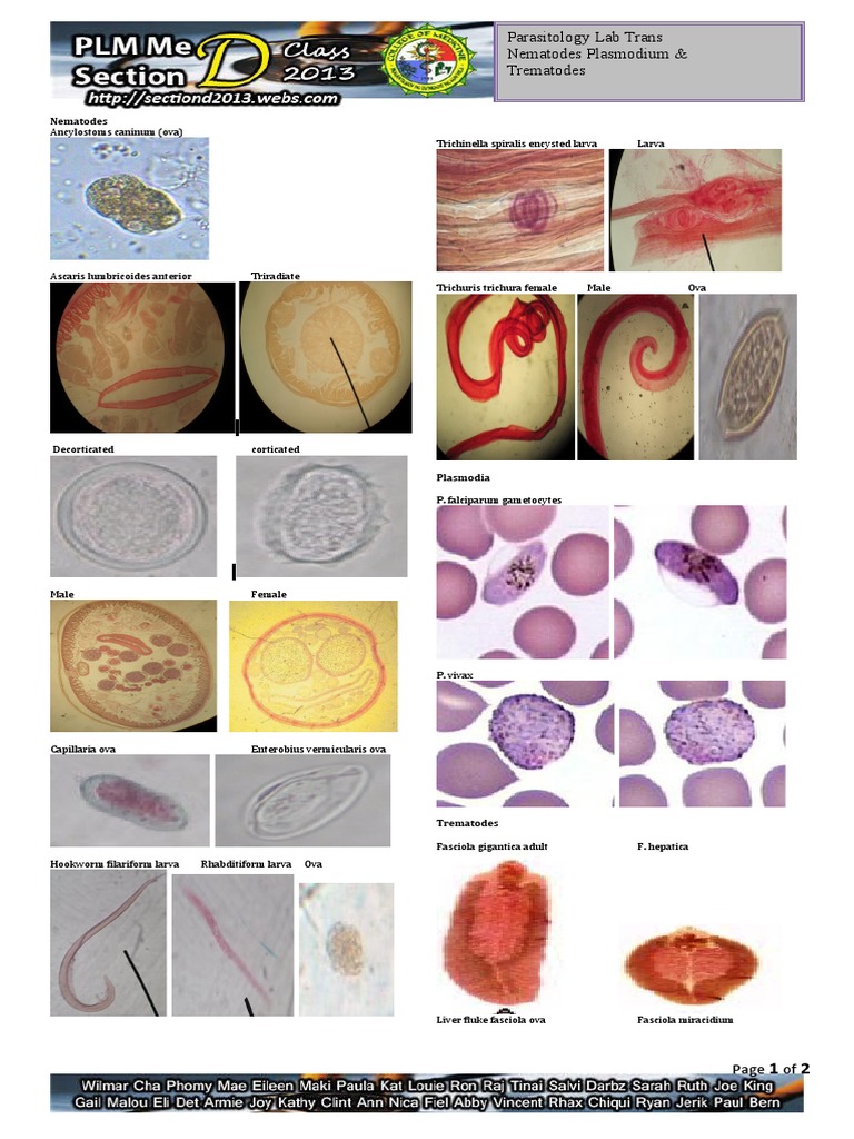 Nematodes, Plasmodium and Trematodes Lab | PDF
