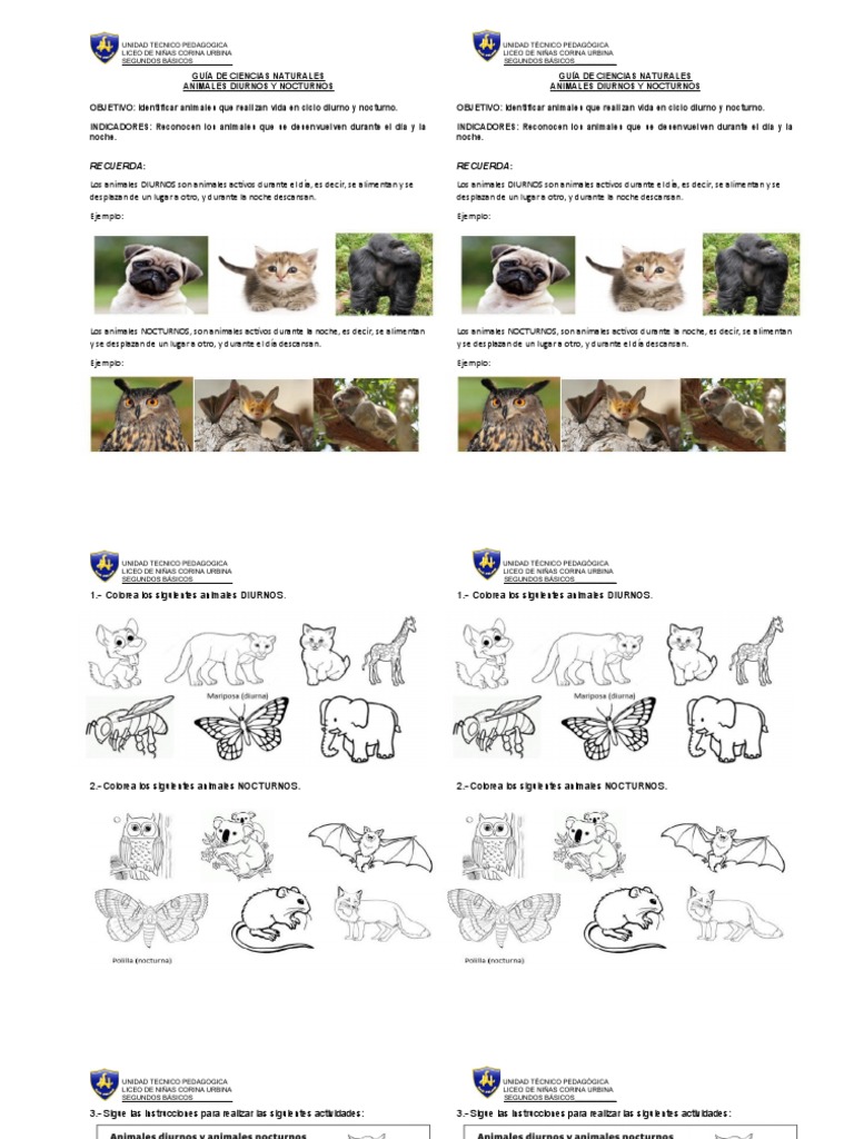 Animales Diurnos y Nocturnos para Niños | PDF | Naturaleza