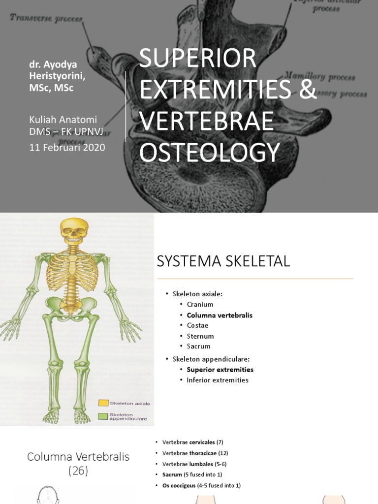 Superior Extremities & Vertebrae Osteology | PDF | Vertebra | Vertebral ...