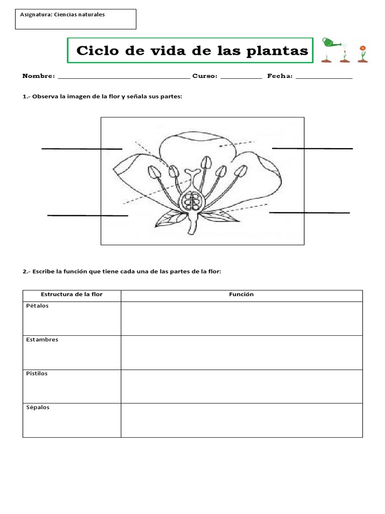 Guía Ciclo de Vida de Las Plantas 3° Basico | PDF | Flores | Semilla