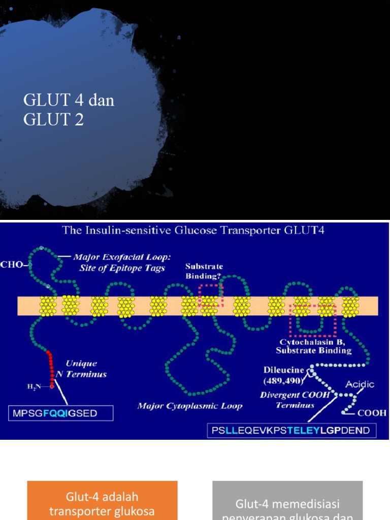 Perbandingan GLUT 2 dan GLUT 4 | PDF | Kesehatan Holistik