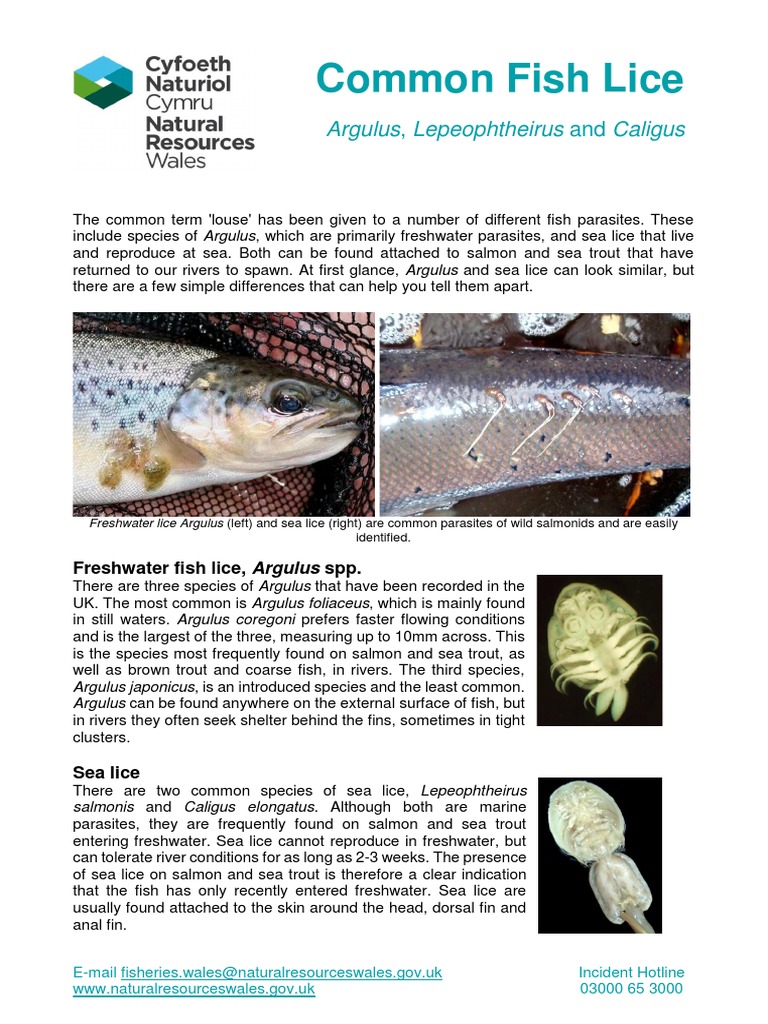 Common Fish Lice: Argulus, Lepeophtheirus and Caligus | PDF | Salmon ...