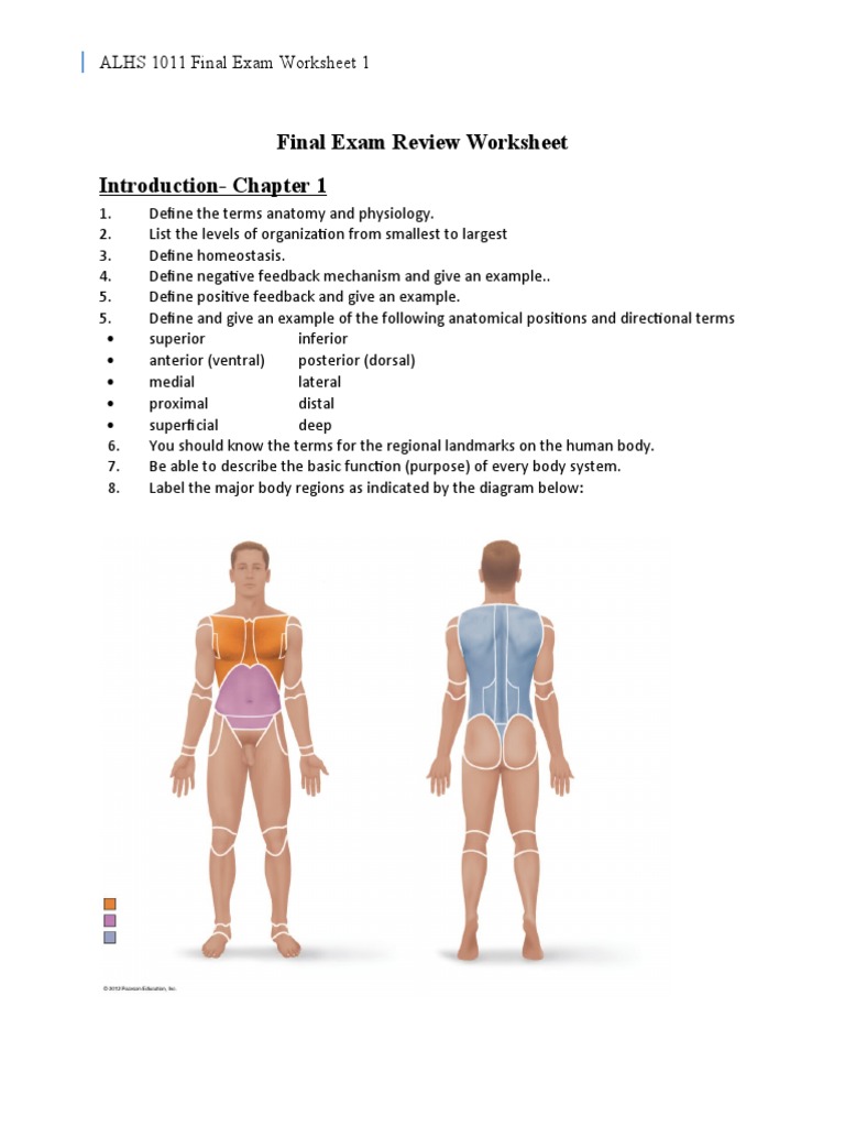 Human Body Review Worksheet
