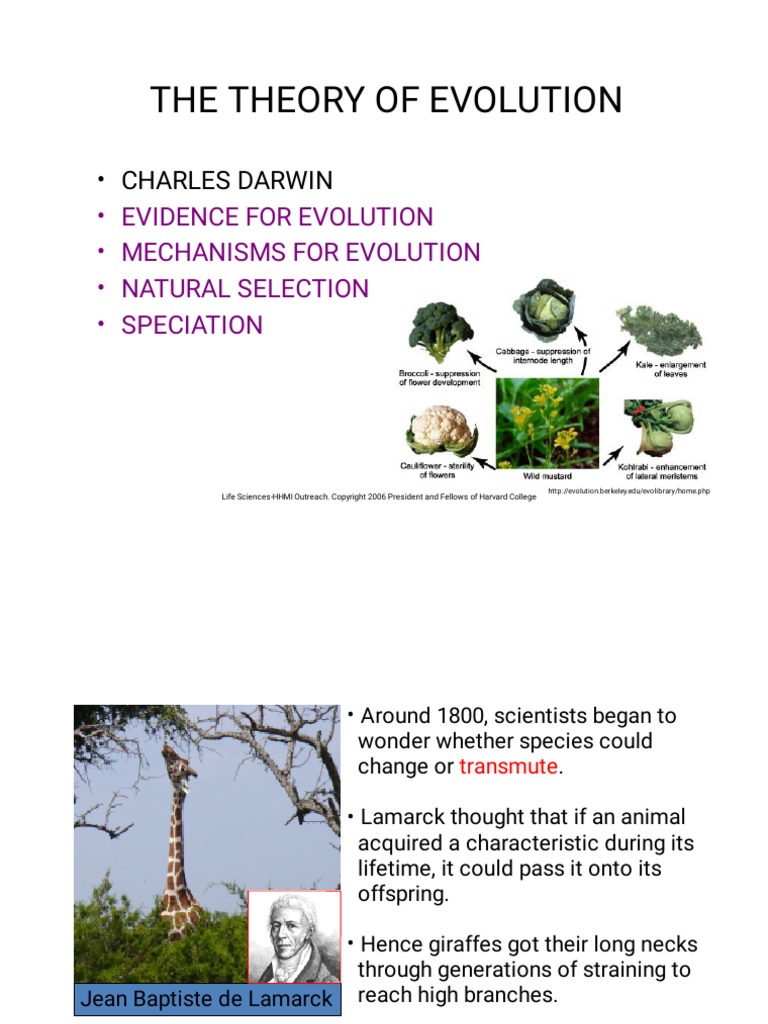 The Theory of Evolution: - Charles Darwin | PDF | Natural Selection ...