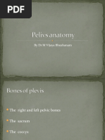 Anatomy of the Pelvis Explained | PDF | Pelvis | Vertebra