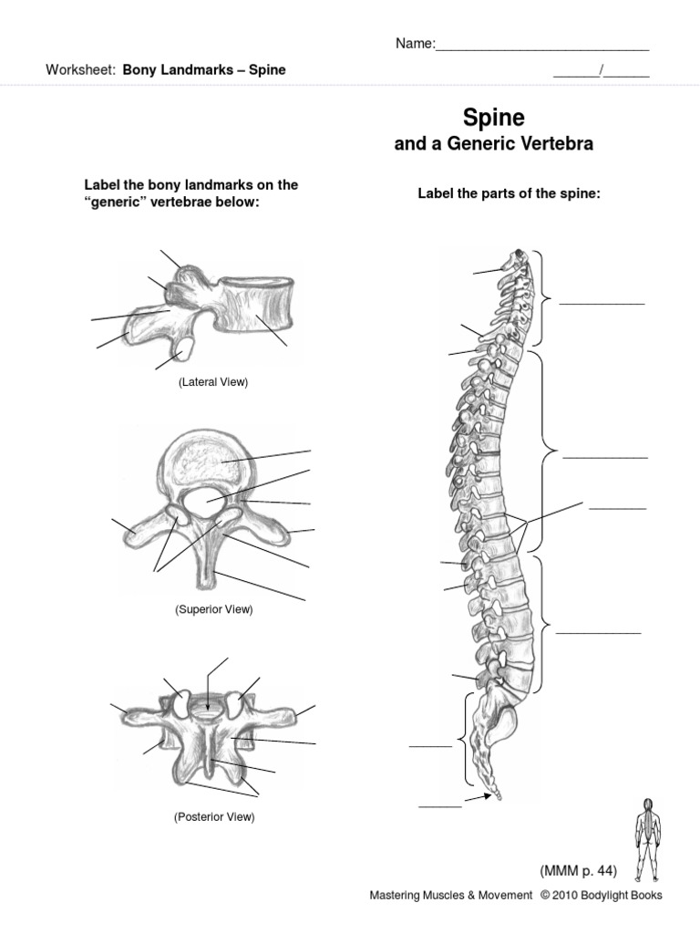 MMM Ws BonyLandmarks Spine | PDF