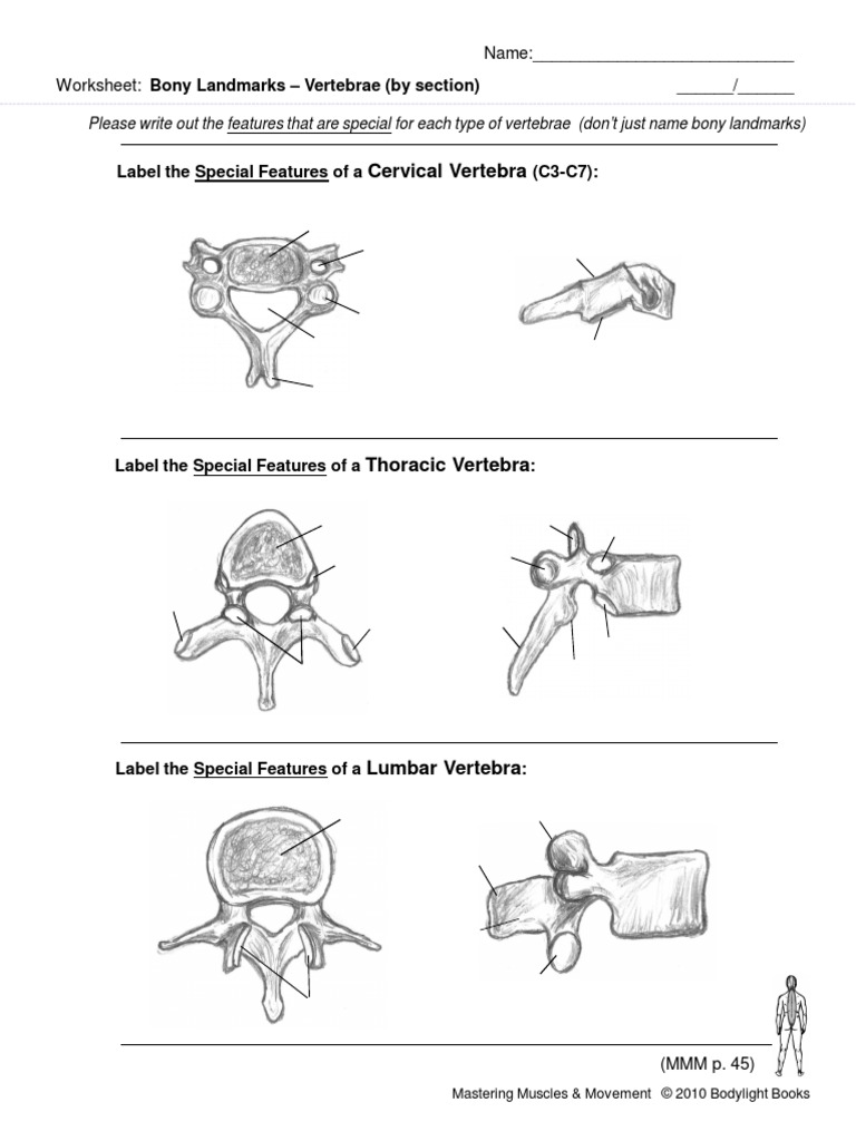Label The Special Features of A (C3-C7) :: Cervical Vertebra | PDF