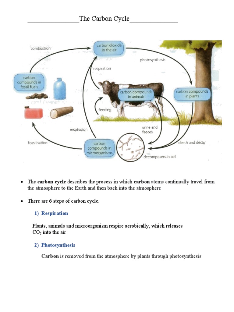The Carbon Cycle | PDF