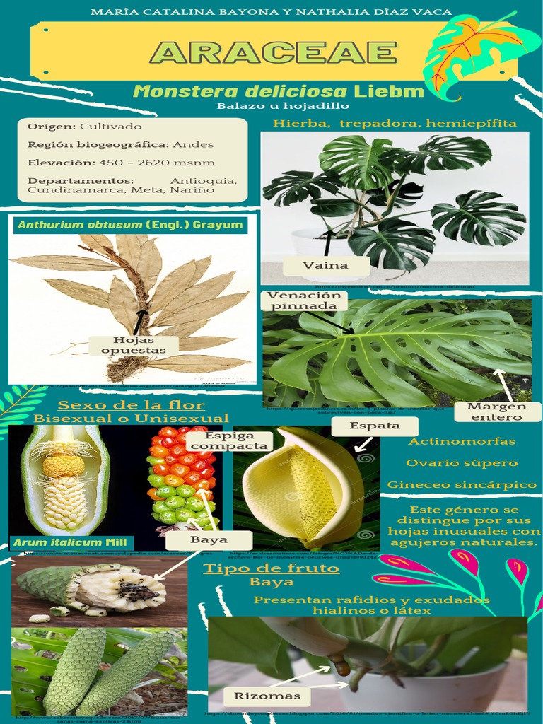 Araceae | PDF | Plantas | Morfología Vegetal