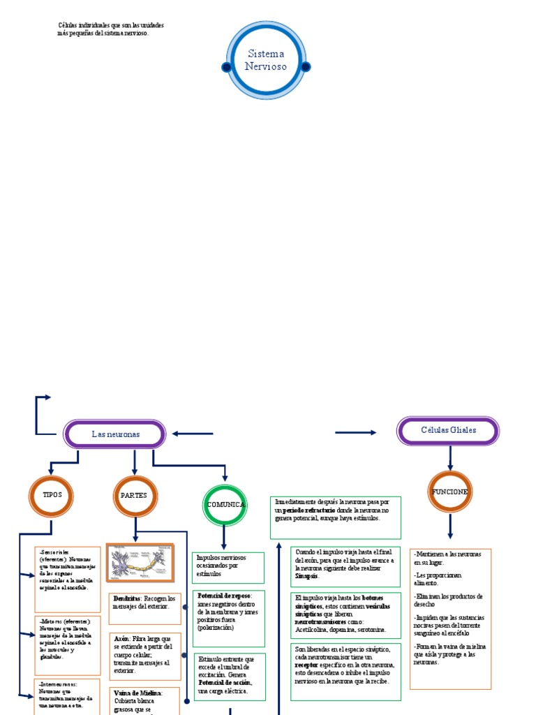Mapa Conceptual Capitulo 2 Libro: Psicología de Charles Morris | PDF | Neurona | Sinapsis