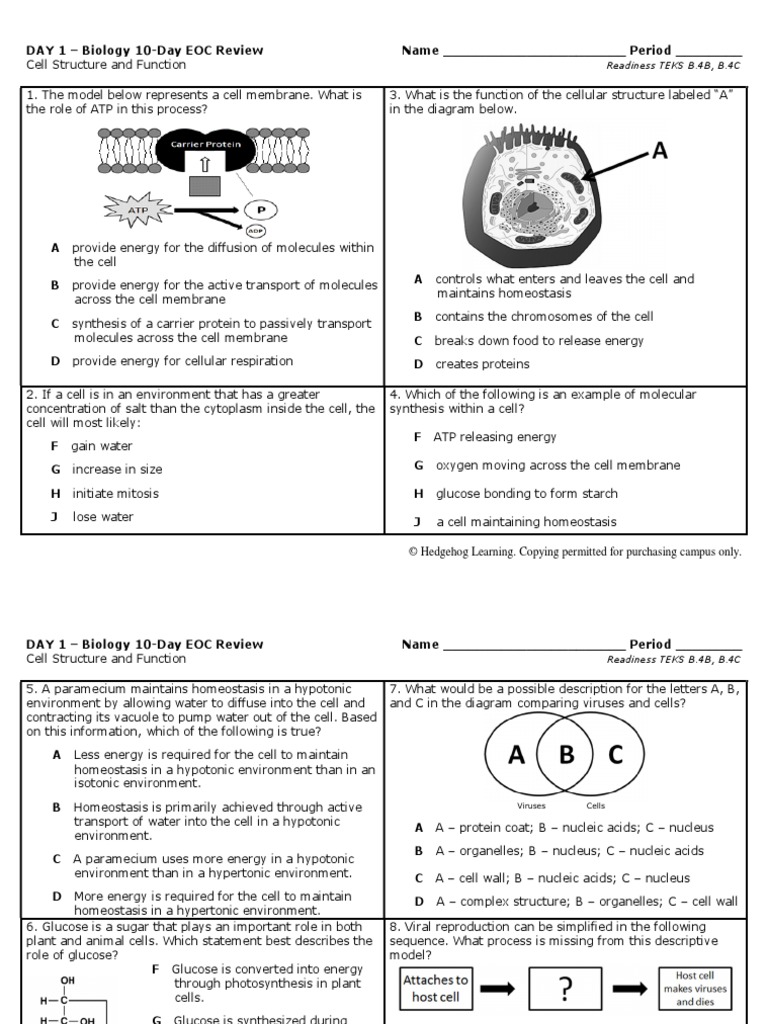 Biology EOC Review - All Pages | PDF | Mitosis | Cell (Biology)