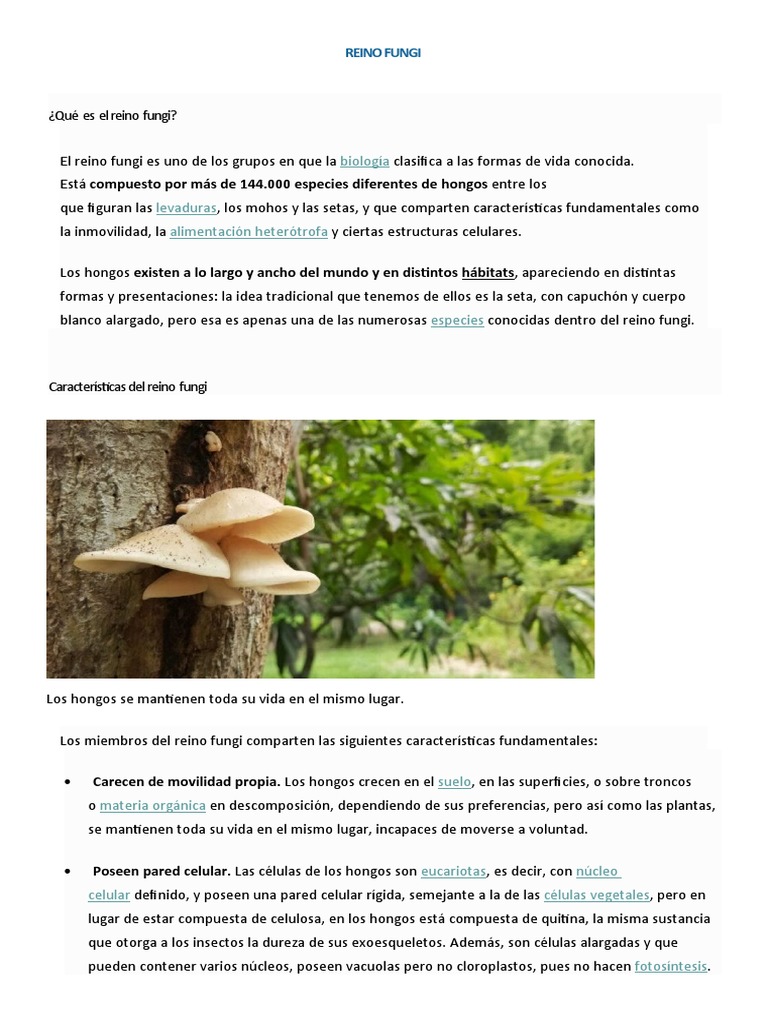 Reino Fungi | PDF | Hongo | Espora