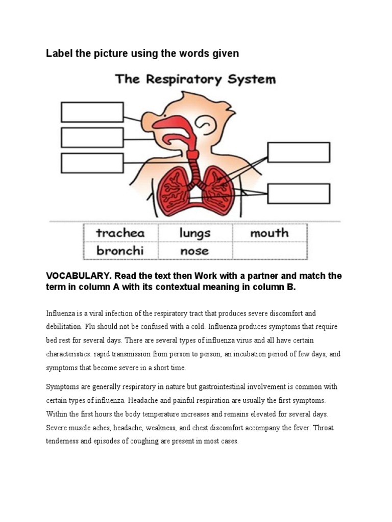 Respiratory System Practice | PDF | Respiratory Tract | Lung