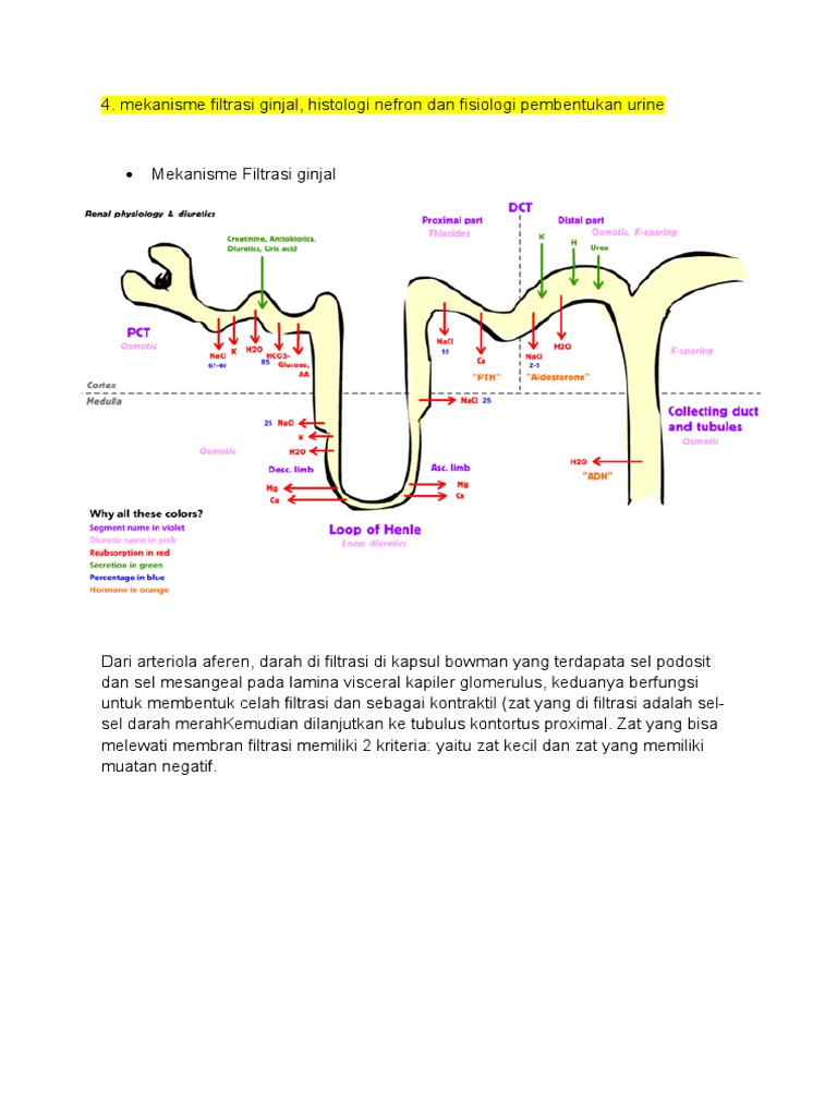 Mekanisme Filtrasi Ginjal, Histologi Nefron Dan Fisiologi Pembentukan ...