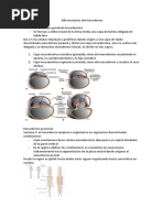 Mesodermo y Derivados | PDF | Biología del desarrollo | Anatomía