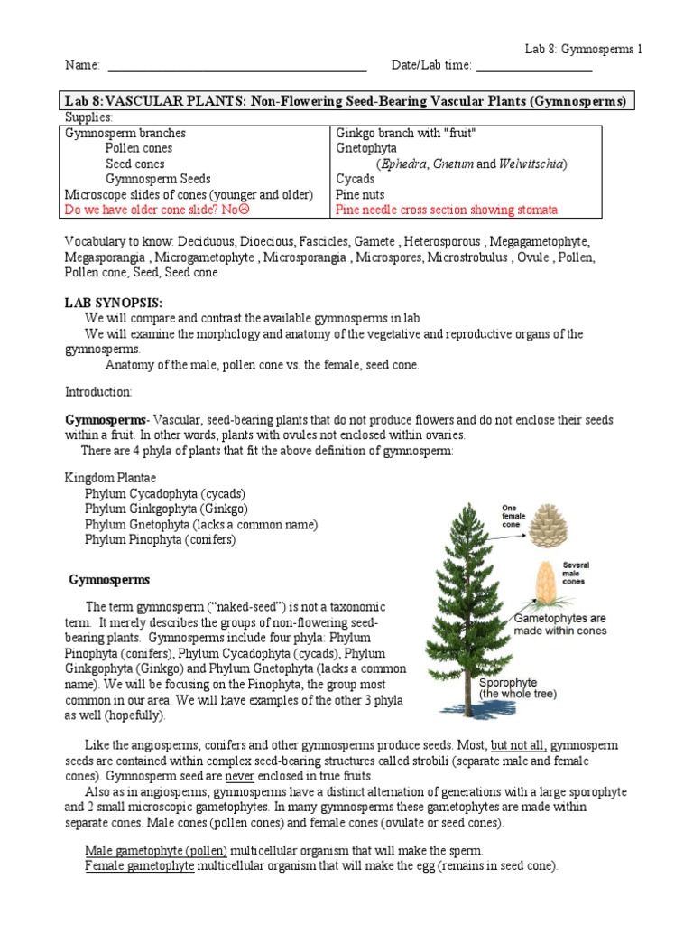 Lab 8:VASCULAR PLANTS: Non-Flowering Seed-Bearing Vascular Plants ...
