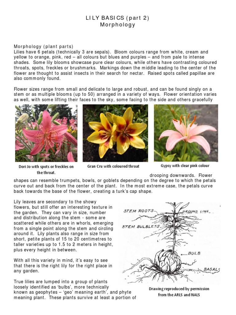 LILY BASICS - Part 2 - Morphology W Photos | PDF | Bulb | Lilium