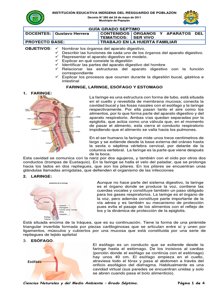 Guía Grado 7 Aparato Digestivo en El Hombre Boca (Faringe, Laringe ...