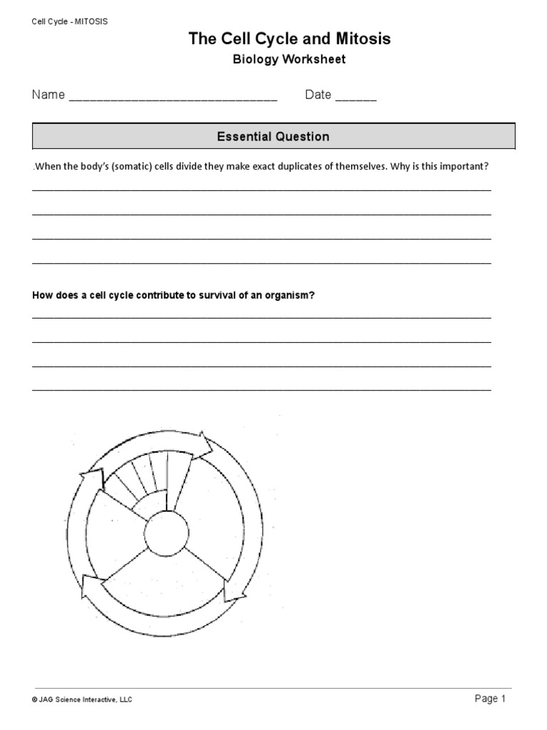 Cell Cycle Mitosis Worksheet