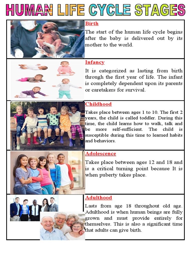 Life Cycle Of A Human Baby