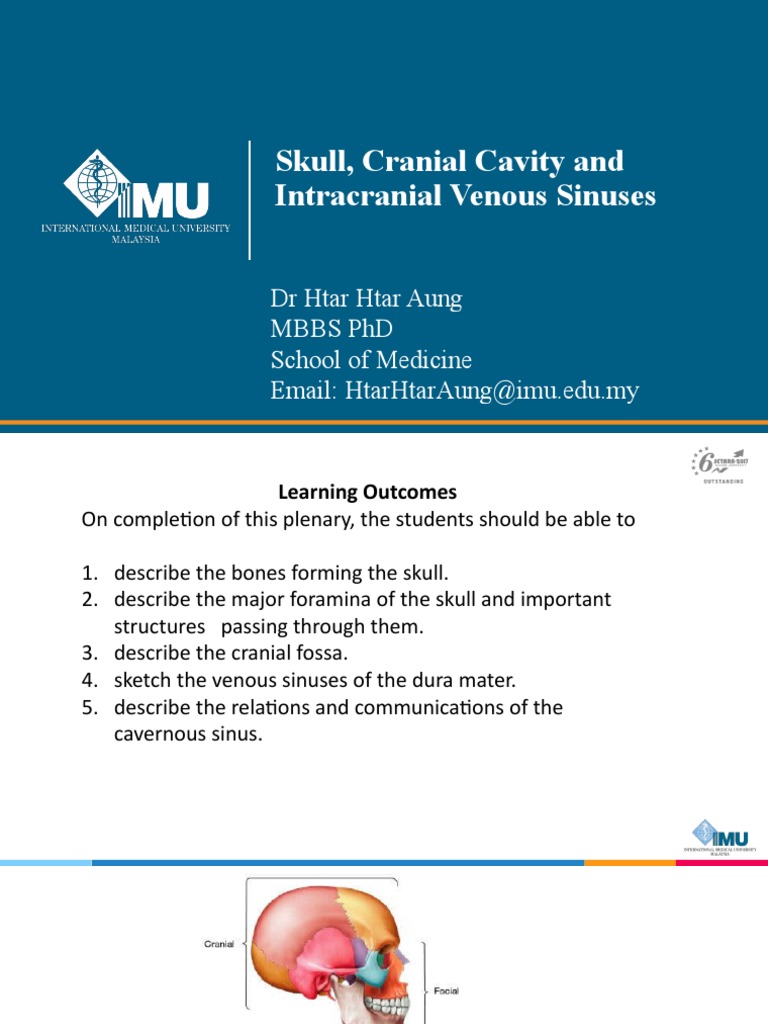 Skull, Cranial Cavity, Venous Sinuses | PDF | Skull | Skeletal System
