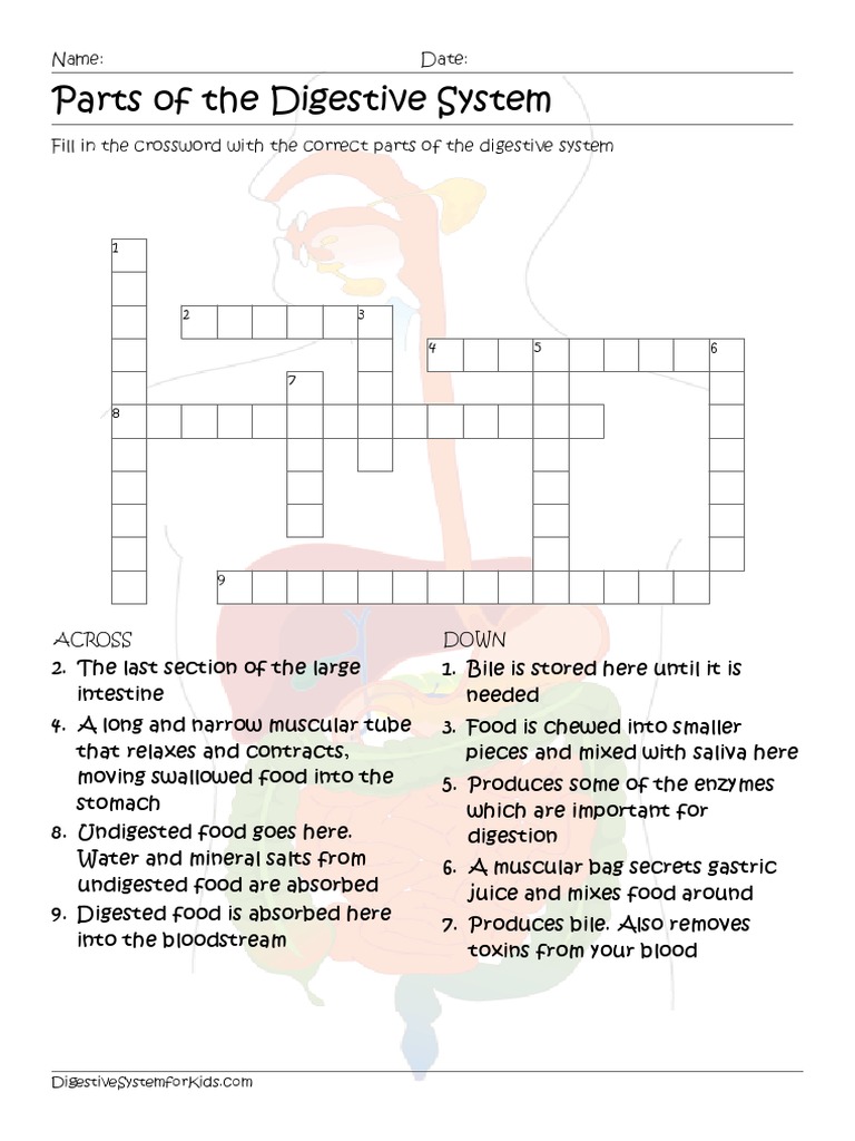 Parts of The Digestive System Crossword Worksheet | PDF | Human ...