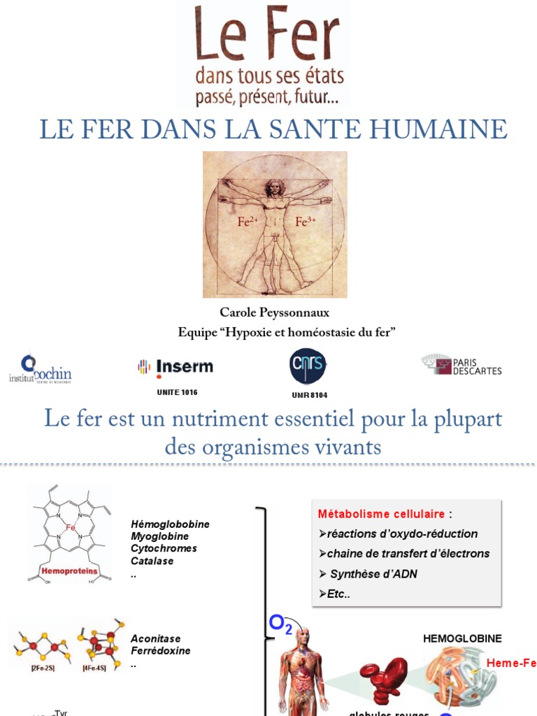 Métabolisme et Homéostasie du Fer | PDF | Biochimie | Chimie