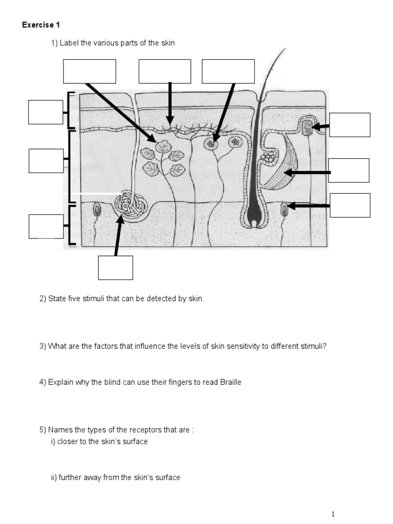 Science Form 3 KSSM Chapter 1 | PDF | Eye | Stimulus (Physiology)