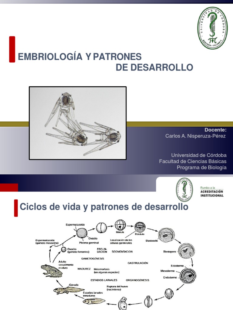 Clase 3. Patrones de Desarrollo Embrionario | PDF | Reproducción ...