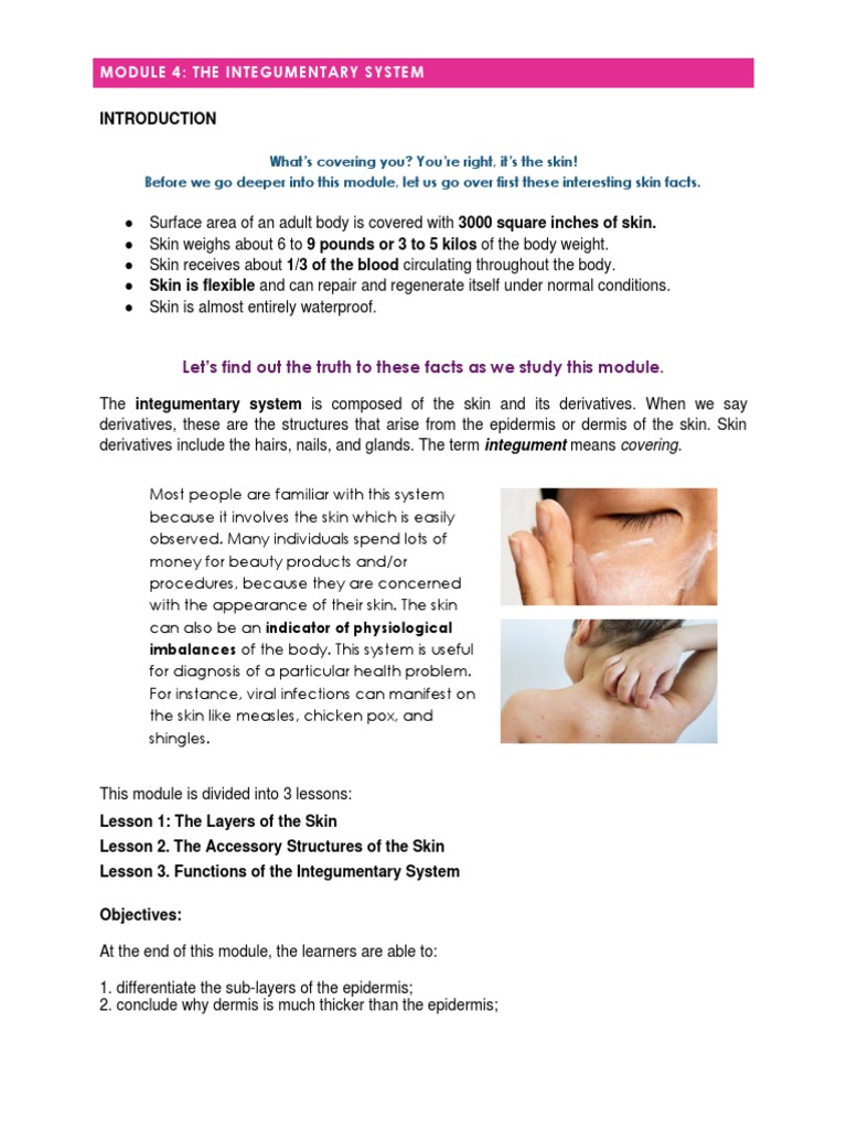 Overview of the Integumentary System | PDF