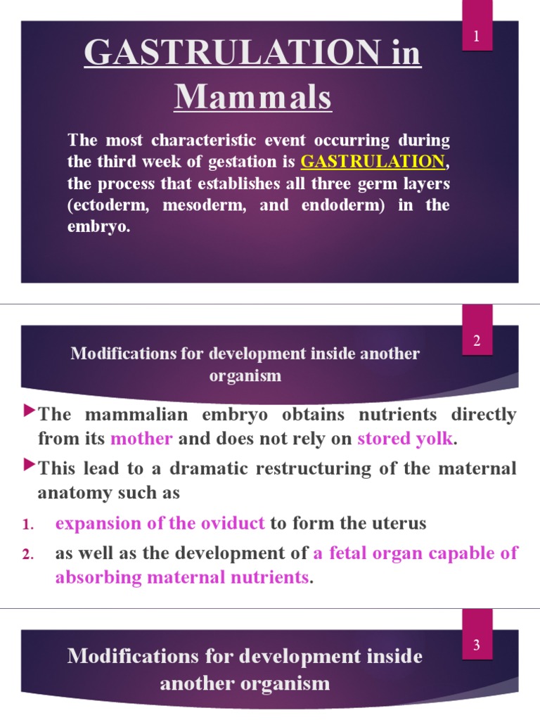 Mammalian Gastrulation Process Explained | PDF | Zoology | Reproduction