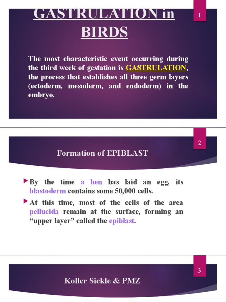 Gastrulation Process in Birds | PDF | Developmental Biology | Reproduction