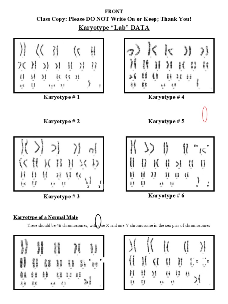 Karyotype Lab Handout JL | PDF | Karyotype | Genetic Disorder