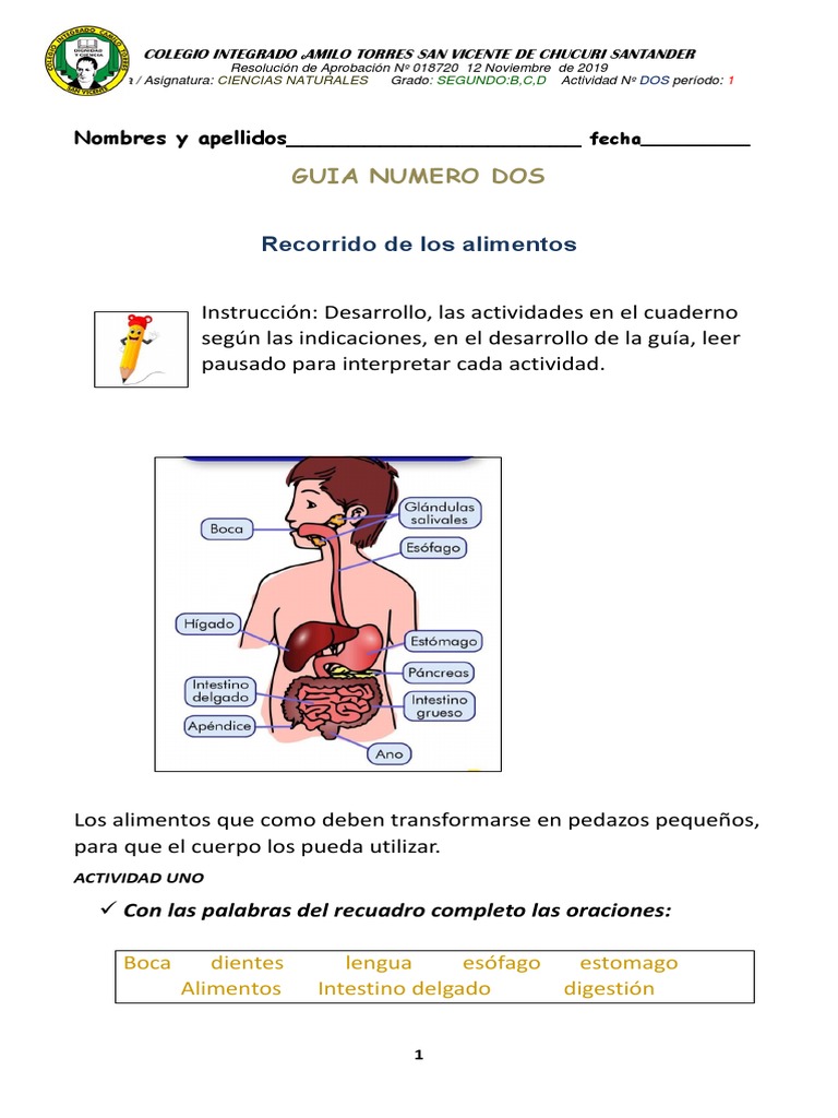Guia Ciencias Naturales Grado 2 | PDF | Digestión | Sistema digestivo ...