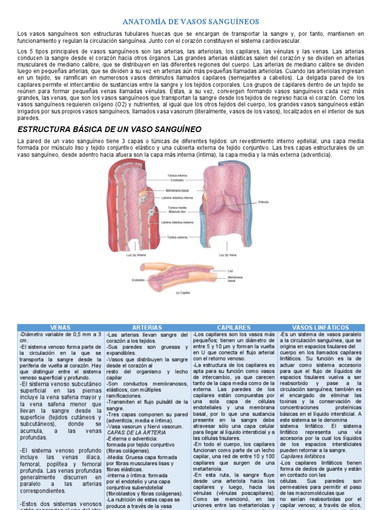 Anatomía de los Vasos Sanguíneos | PDF | Artería | Capilar