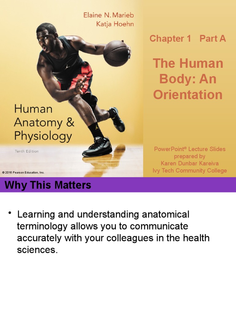1.1 The Human Body An Orientation | PDF | Human Body | Homeostasis