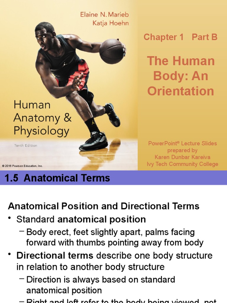 The Human Body: An Orientation: Chapter 1 Part B | PDF | Abdomen | Anatomy