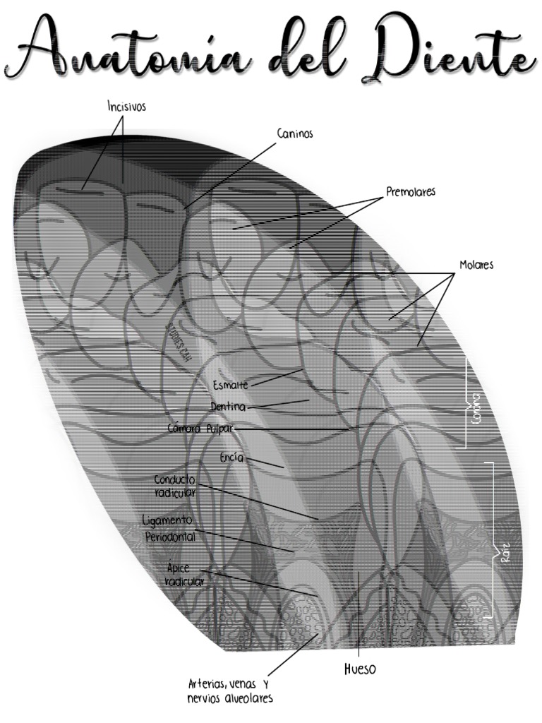Anatomía Dental: Tipos y Estructuras | PDF