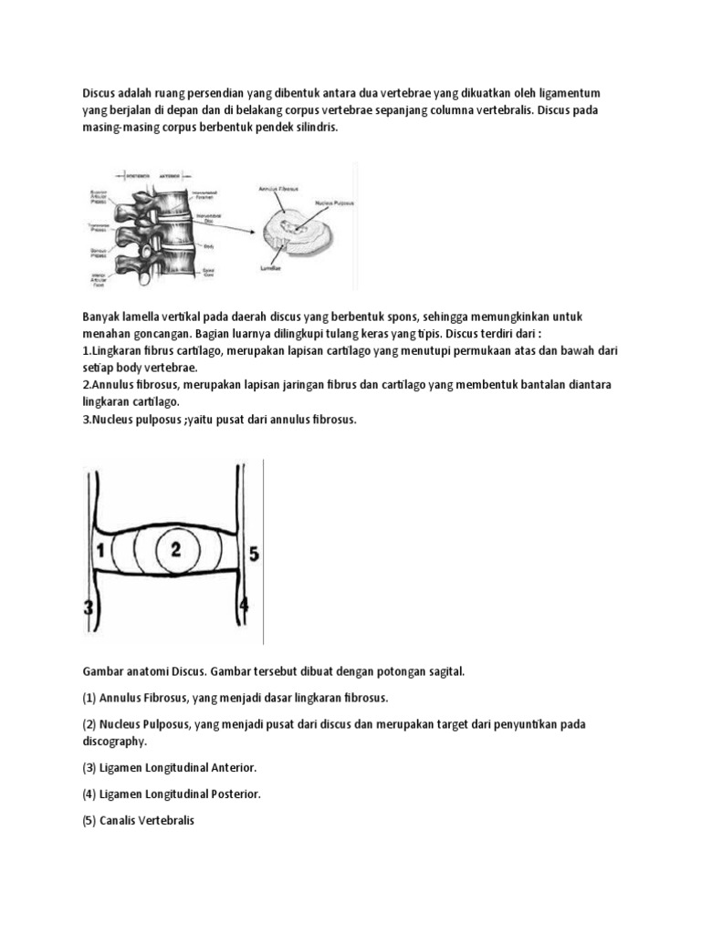Discus Adalah Ruang Persendian Yang Dibentuk Antara Dua Vertebrae Yang ...