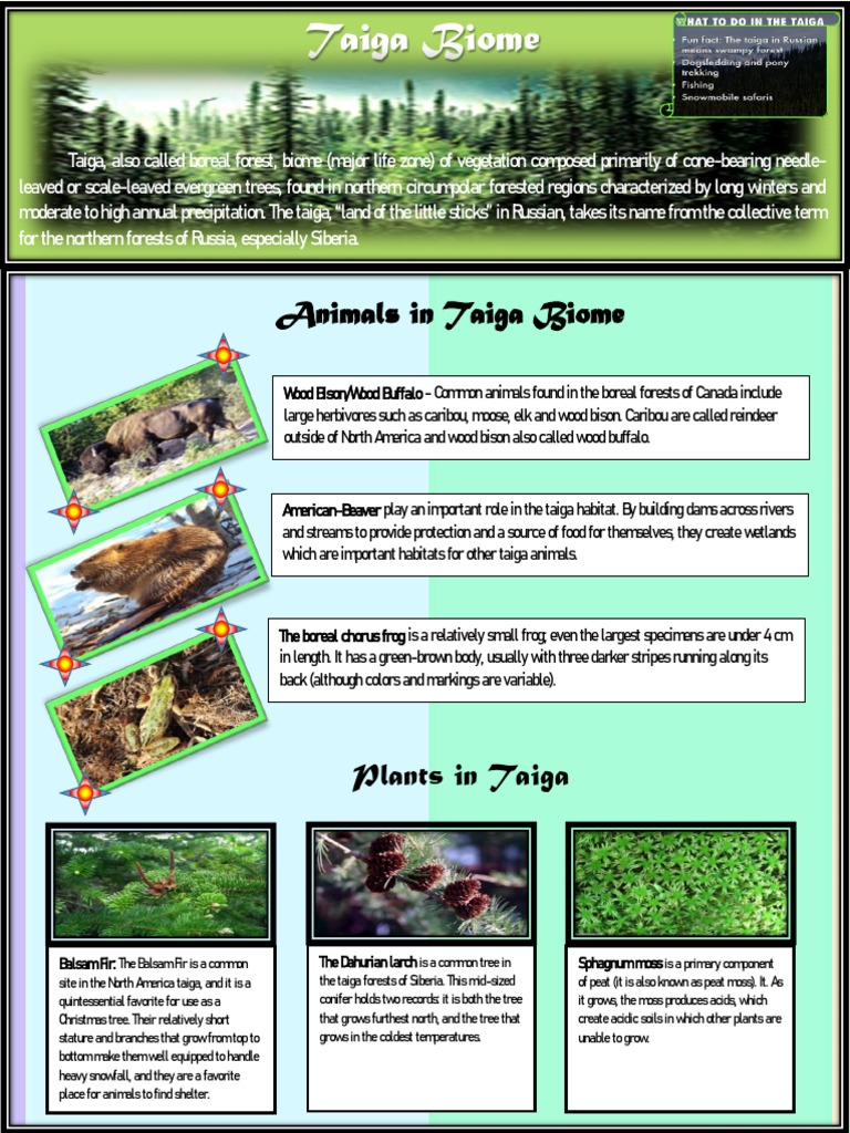 Taiga Biome | PDF | Ecoregions | Plants