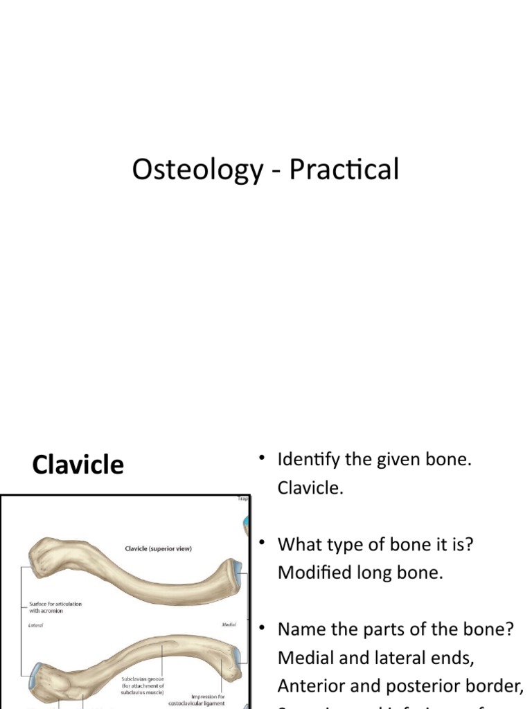 BSC Osteology Practical | PDF | Vertebra | Limbs (Anatomy)