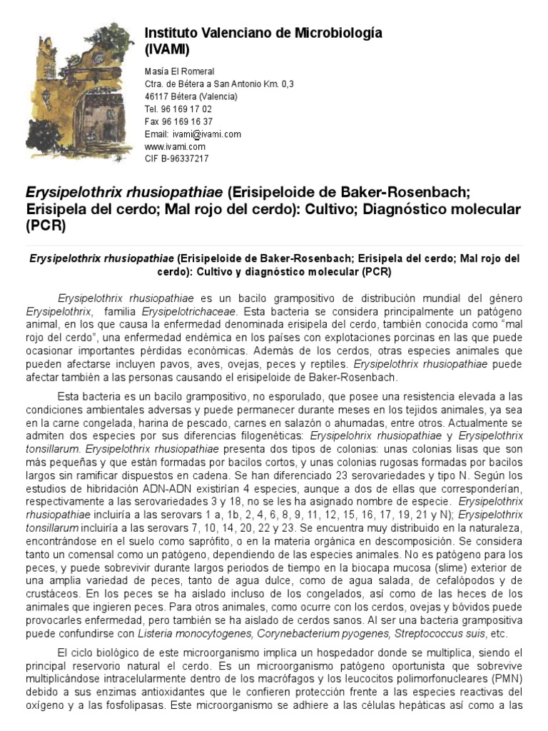 Erysipelothrix Rhusiopathiae | PDF | Infección | Microbiología