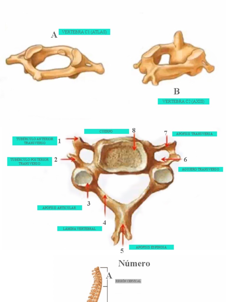DORSO | PDF | Tórax (anatomía humana) | Anatomía
