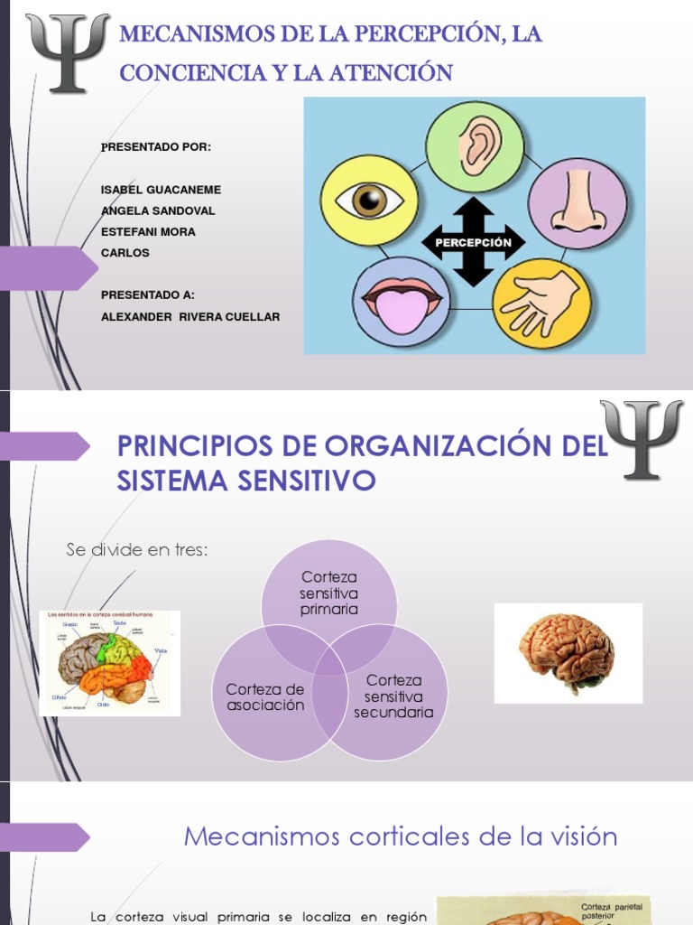 Mecanismos de Percepcion | PDF | Corteza visual | Percepción visual
