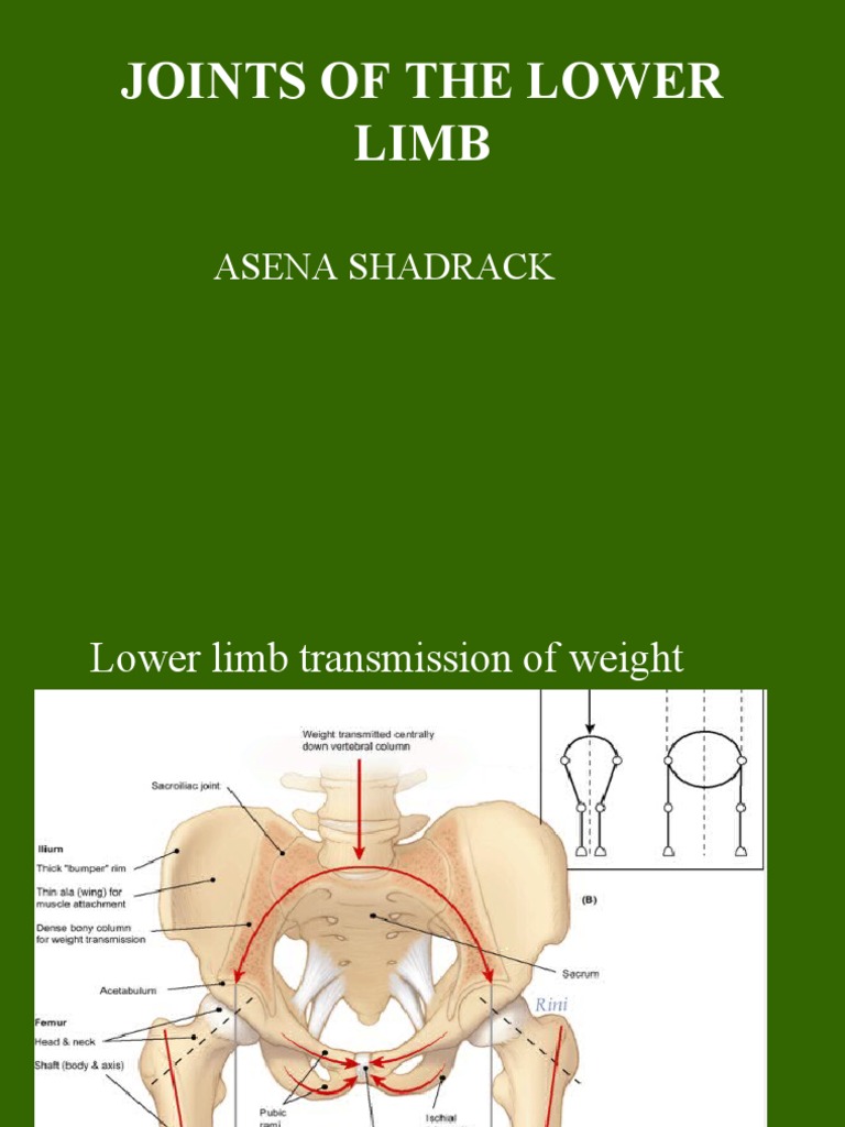 Joints of The Lower Limb | PDF | Ankle | Knee