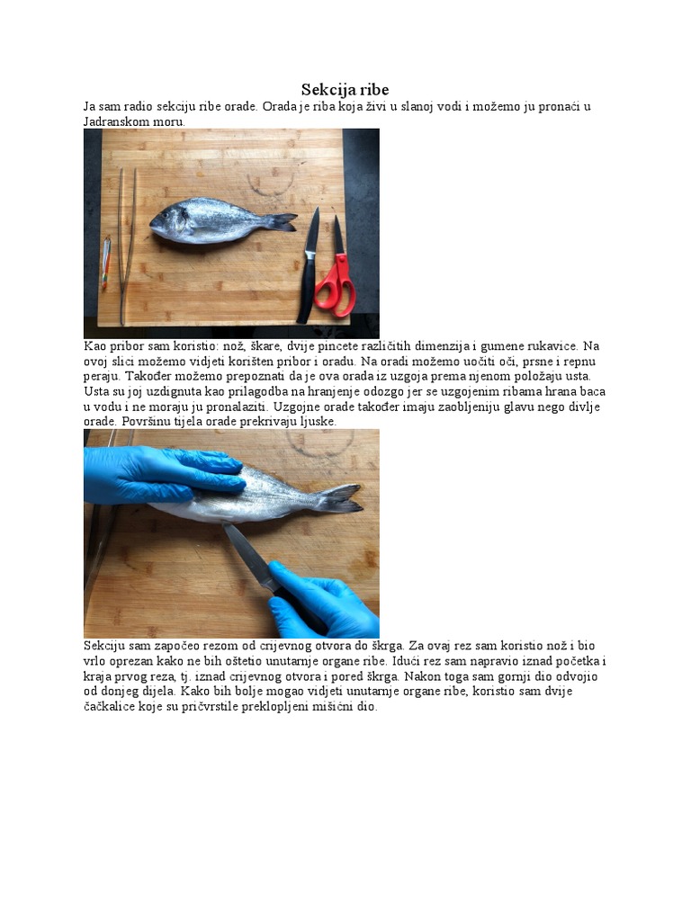 Sekcija Ribe: Viktor Pavlić,2e | PDF