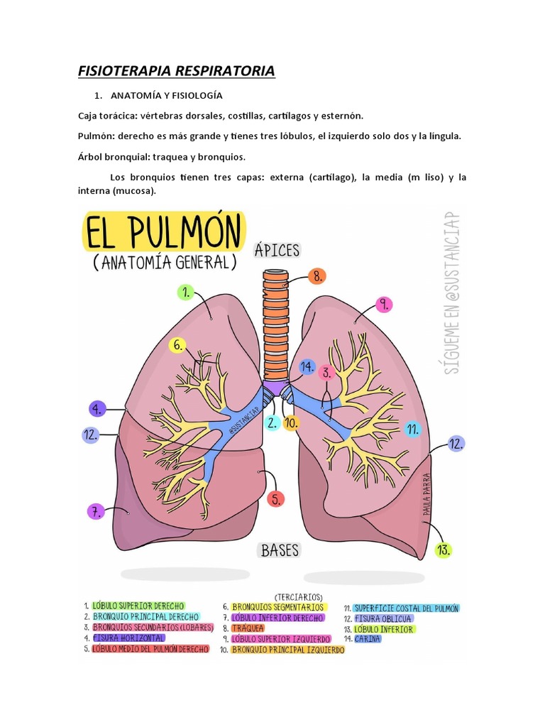 RESPI | PDF | Sistema respiratorio | Tos