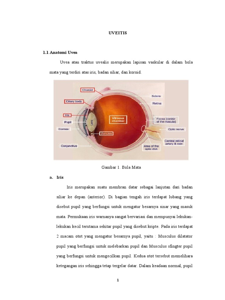 Uveitis | PDF