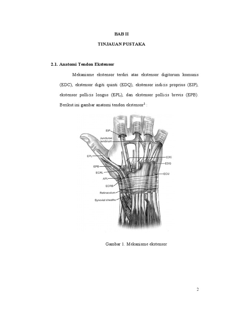 Ruptur Tendon Ekstensor | PDF